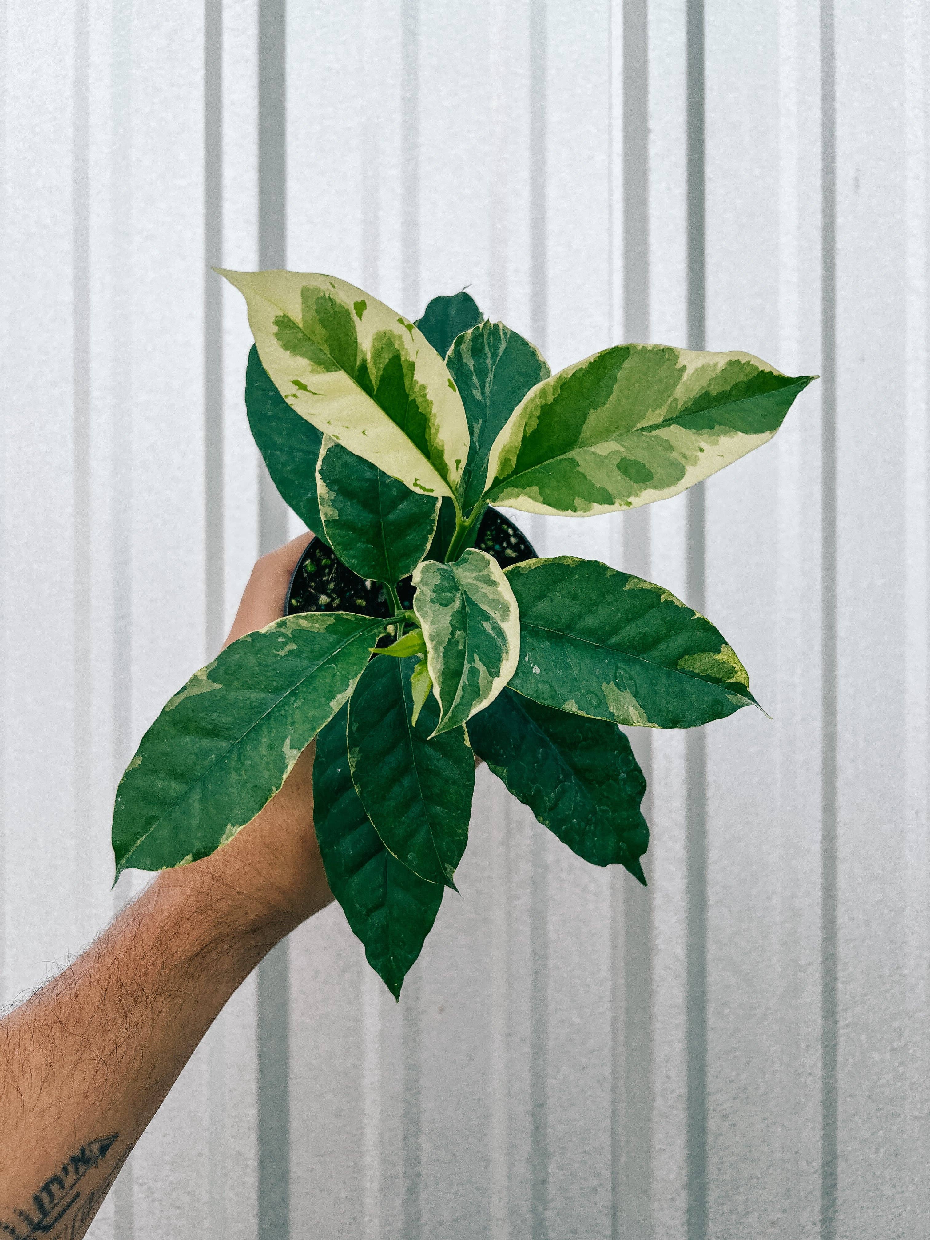 4" Variegated Hoya 'Multiflora' (Shooting Star Hoya) – Tampa Home ...