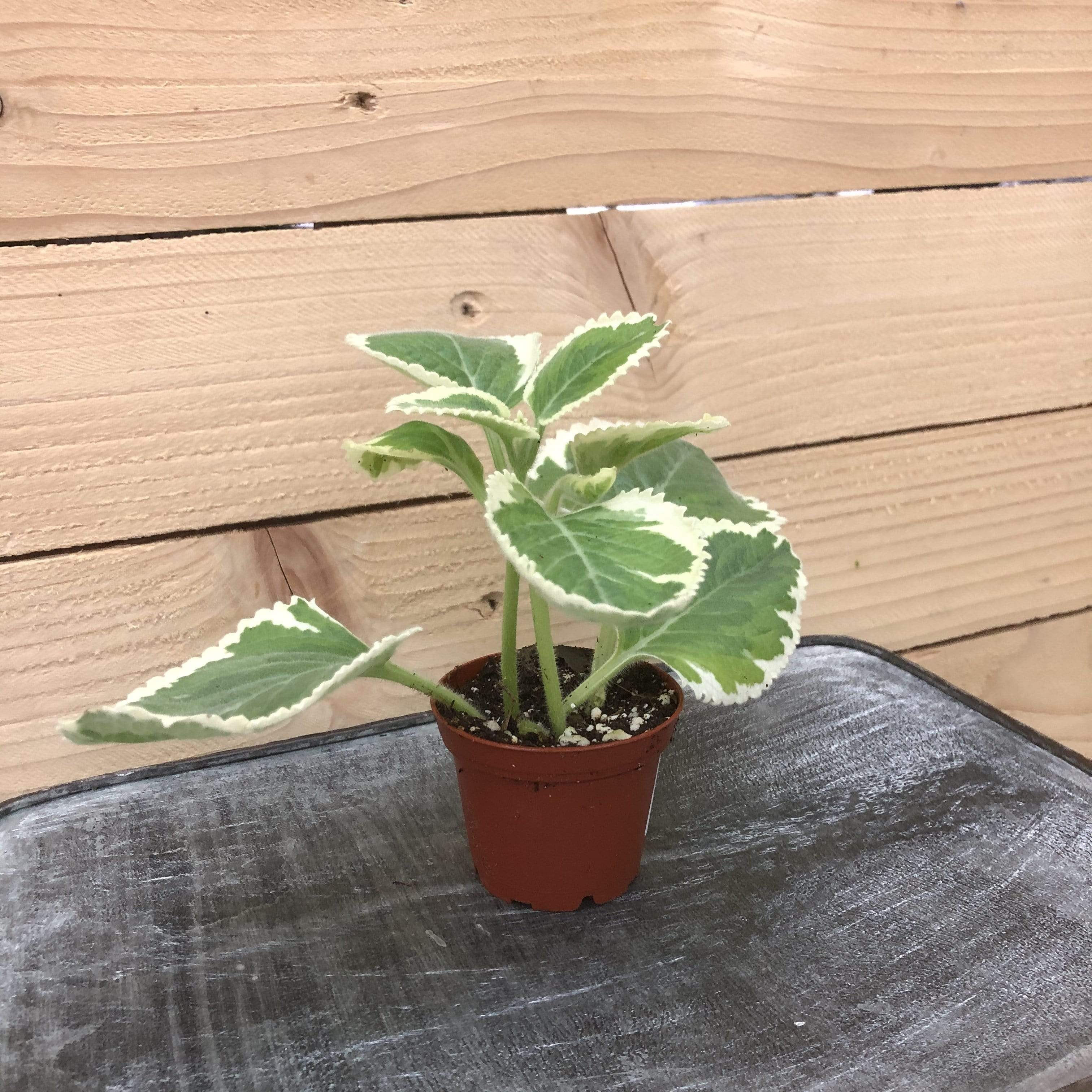 Plectranthus Variegated, 2" Plant – Tampa Home & Garden Store